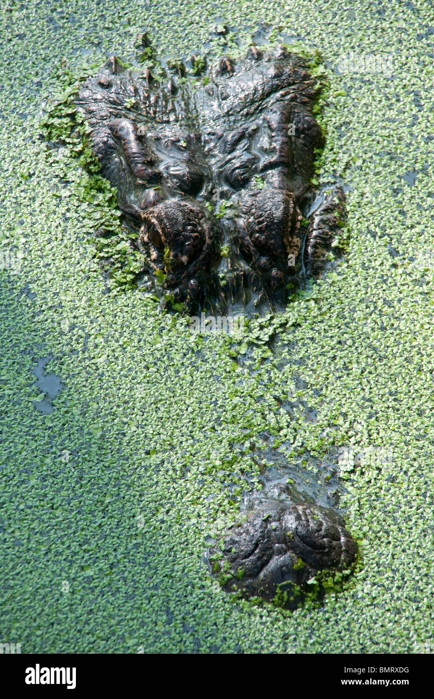 Close up of a wild American alligator on the surface of a swamp in the ...