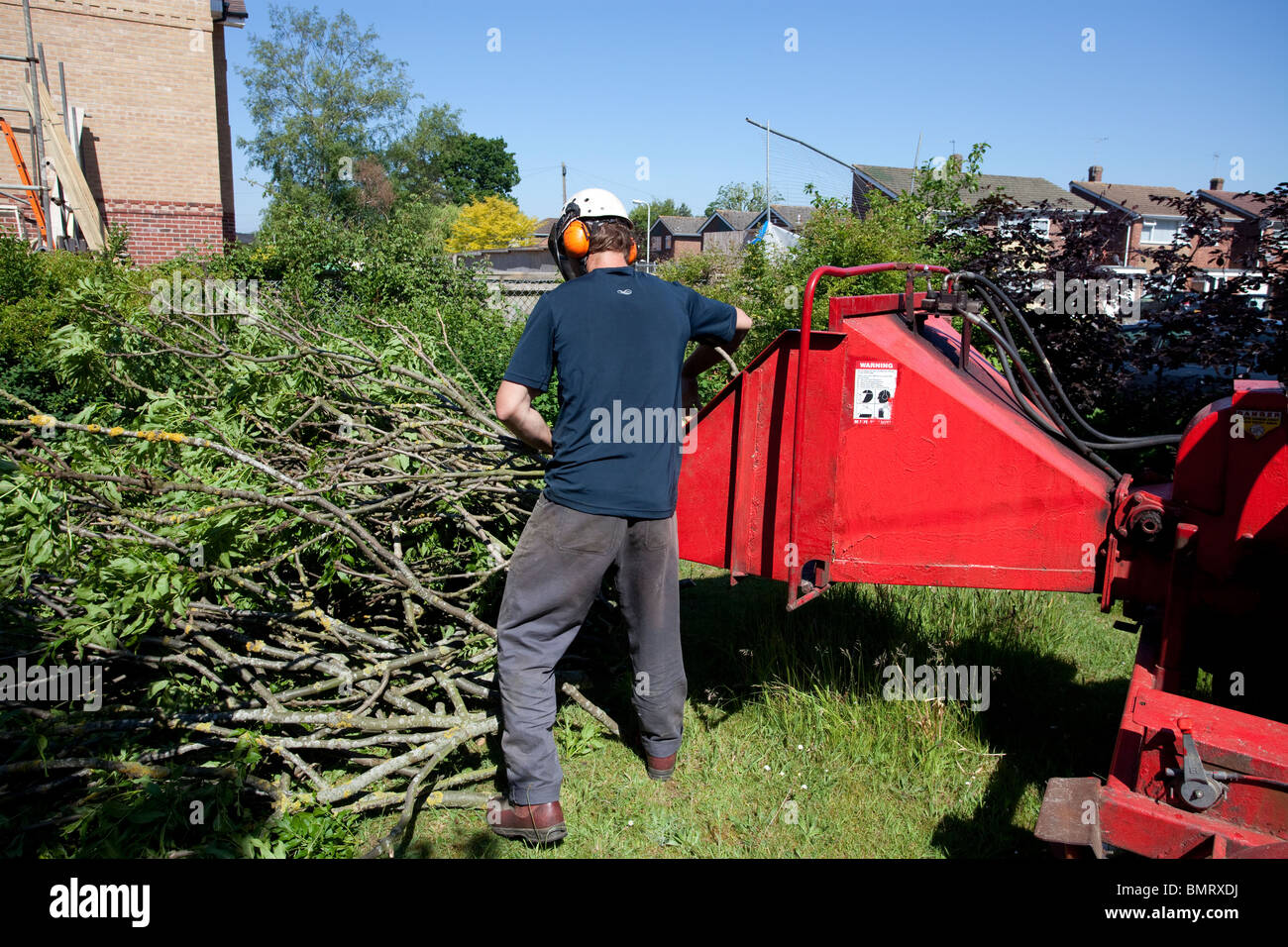 tree surgeon using wood chipper on branches of cut down tree Stock ...
