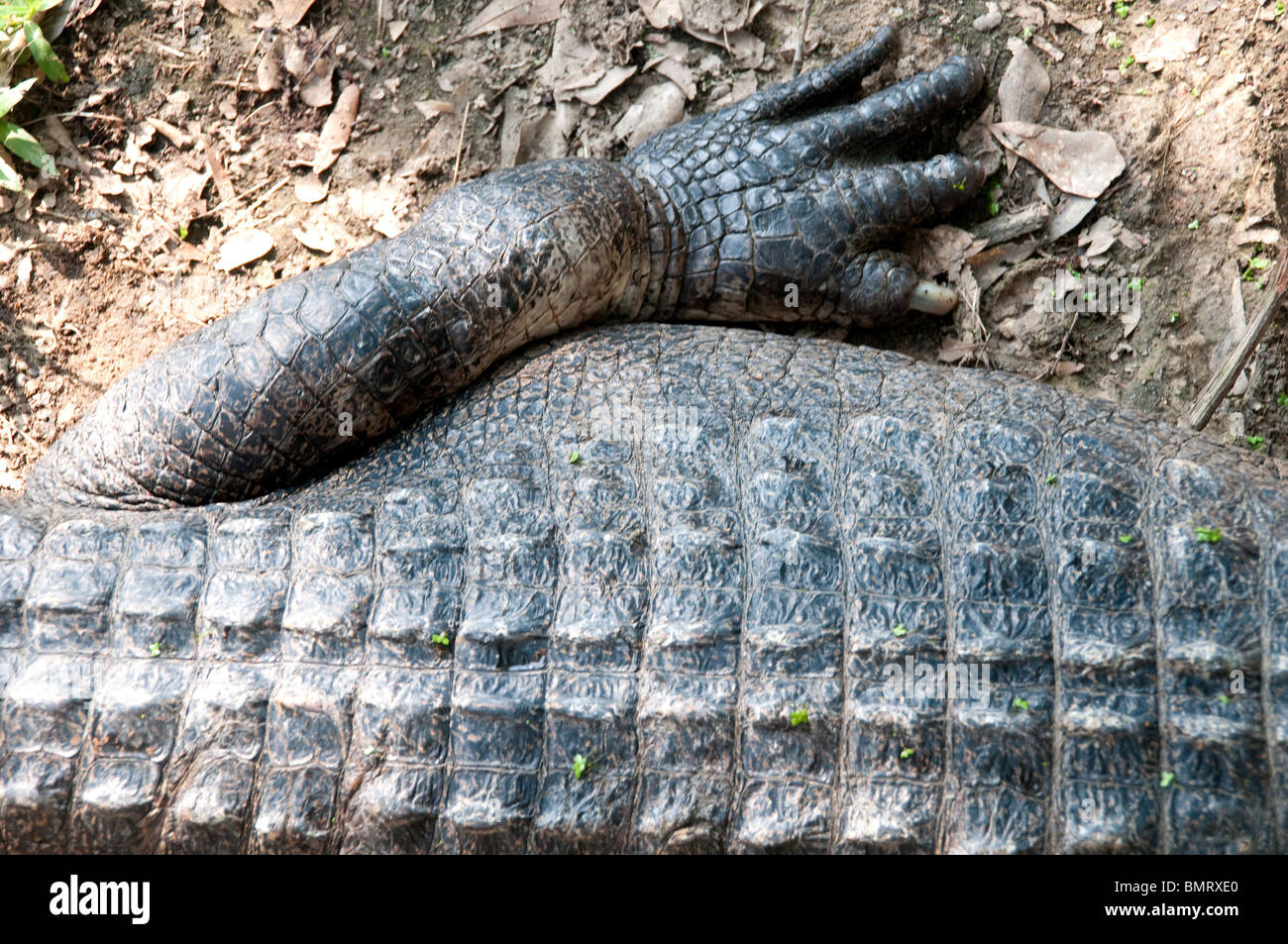 A wild adult American alligator on the edge of a swamp in the ...