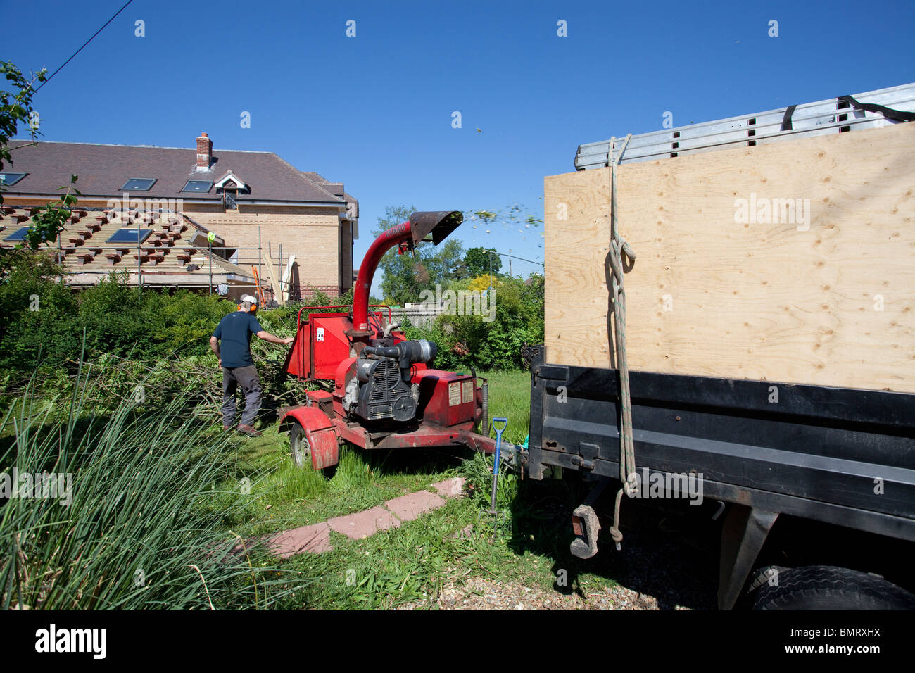 tree surgeon using wood chipper on branches of cut down tree Stock ...