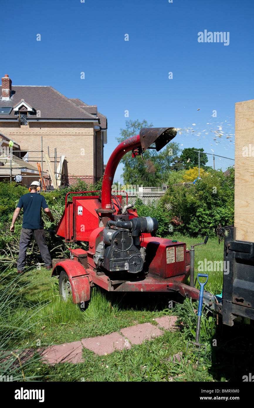 tree surgeon using wood chipper on branches of cut down tree Stock ...