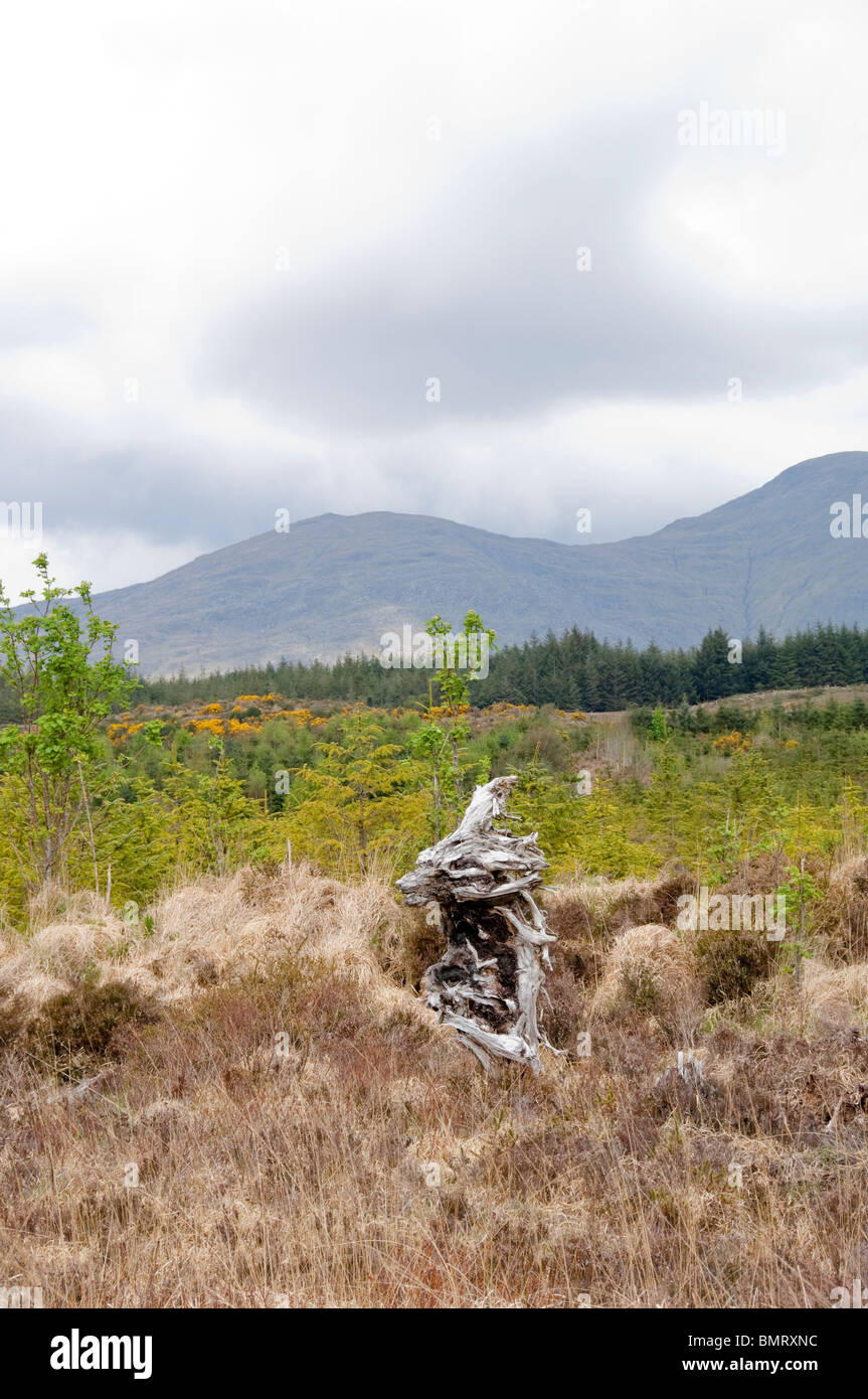crouching dragon tree, dead tree stump in a marshy field Stock Photo ...