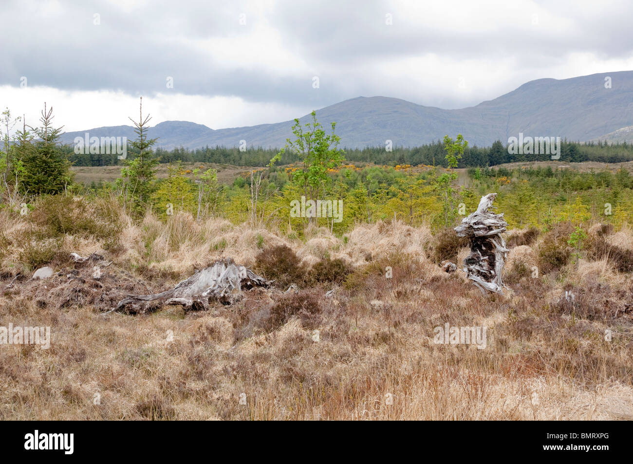 crouching dragon tree, dead tree stump in a marshy field Stock Photo ...