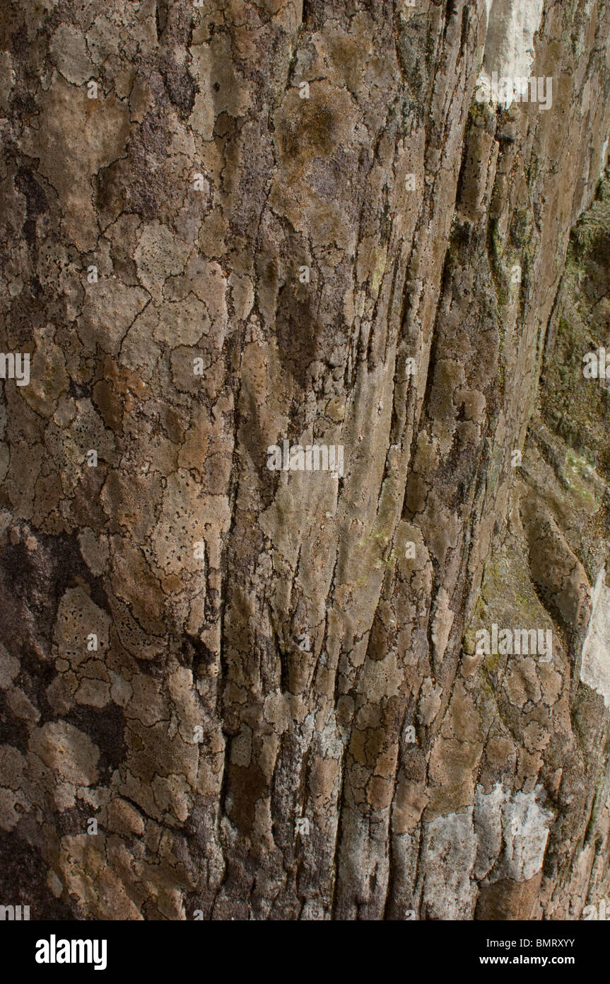 background texture, rock mottled with lichen Stock Photo - Alamy
