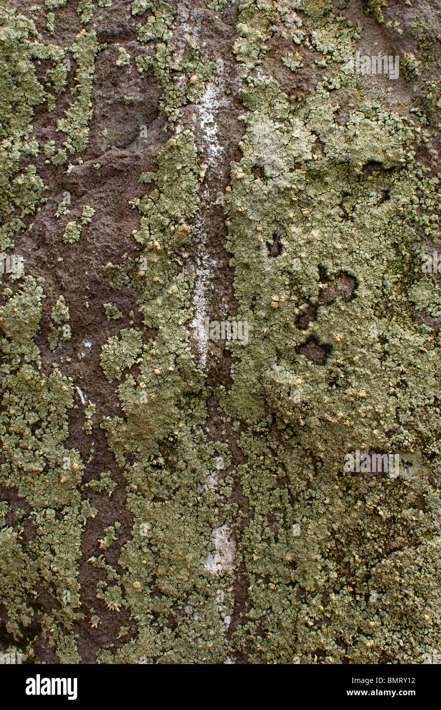 background texture, rock mottled with lichen Stock Photo - Alamy