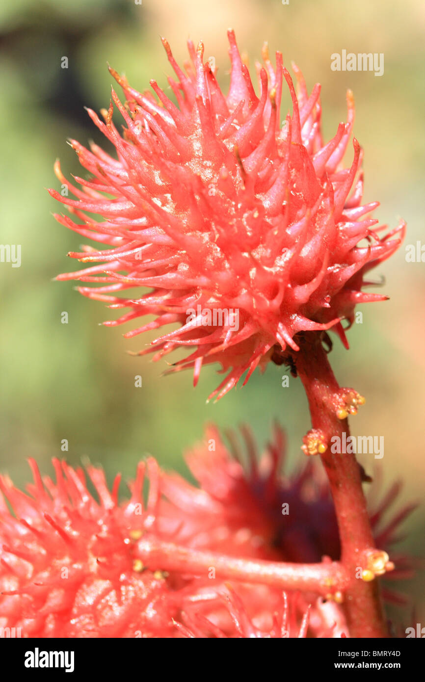 Pink flower morocco hi-res stock photography and images - Alamy