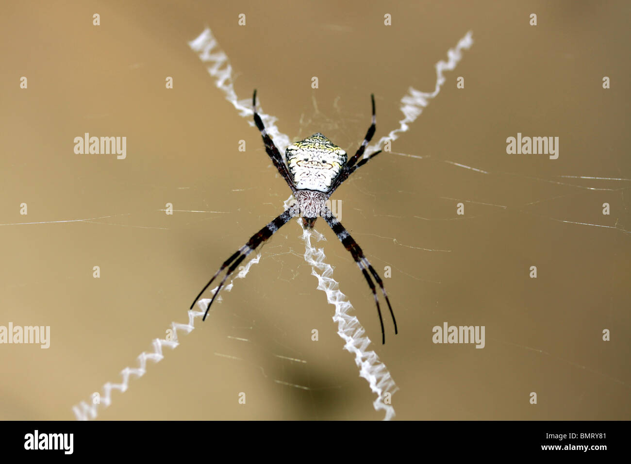 Globe spider hi-res stock photography and images - Alamy