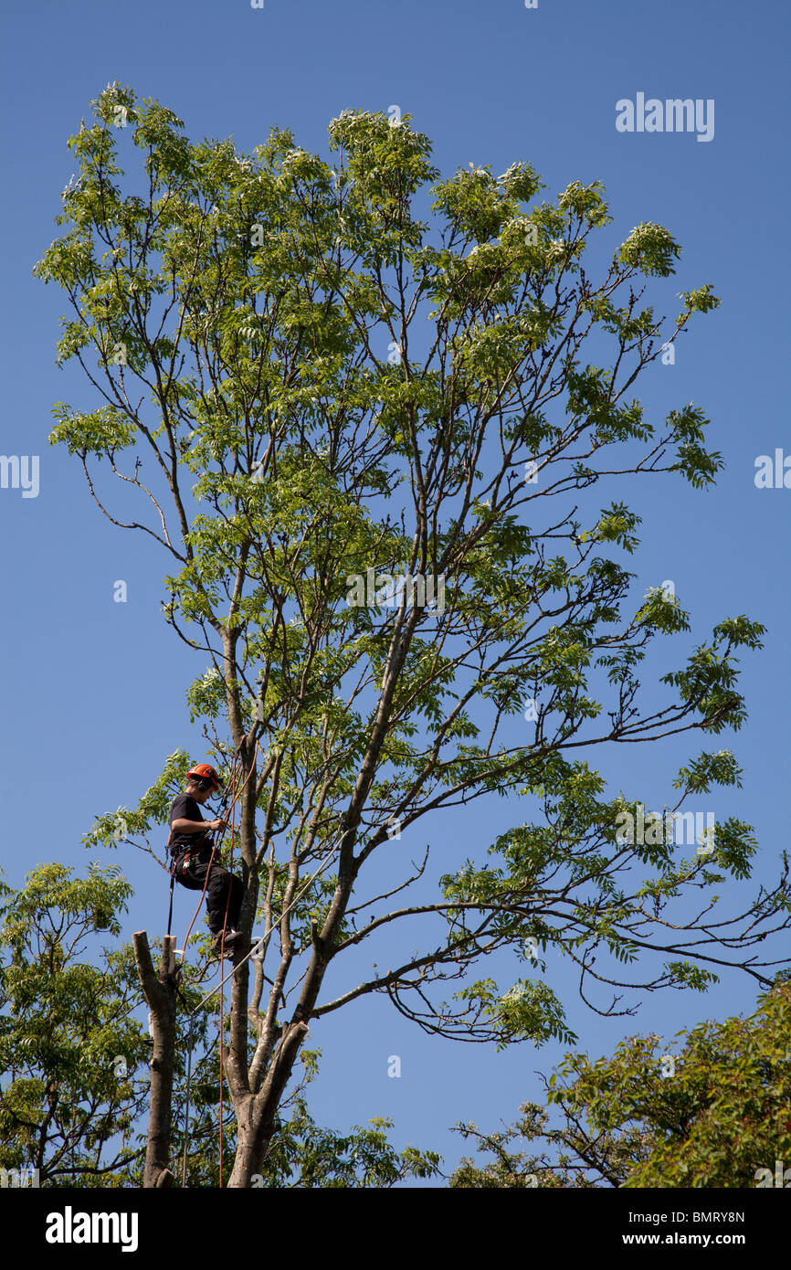 Tree surgeon working high in a tree with a chainsaw felling tree Stock ...