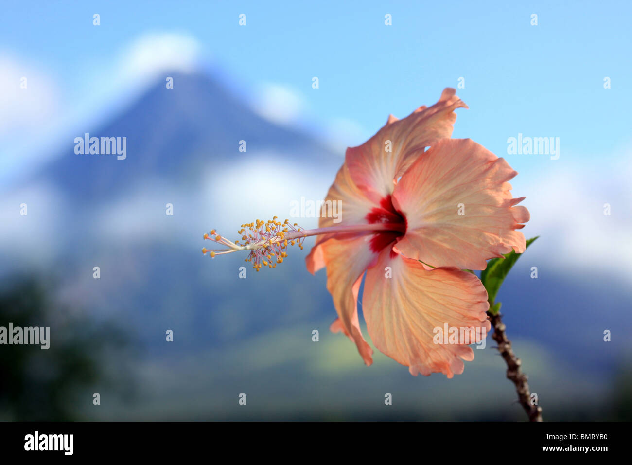 Philippines flower hi-res stock photography and images - Alamy