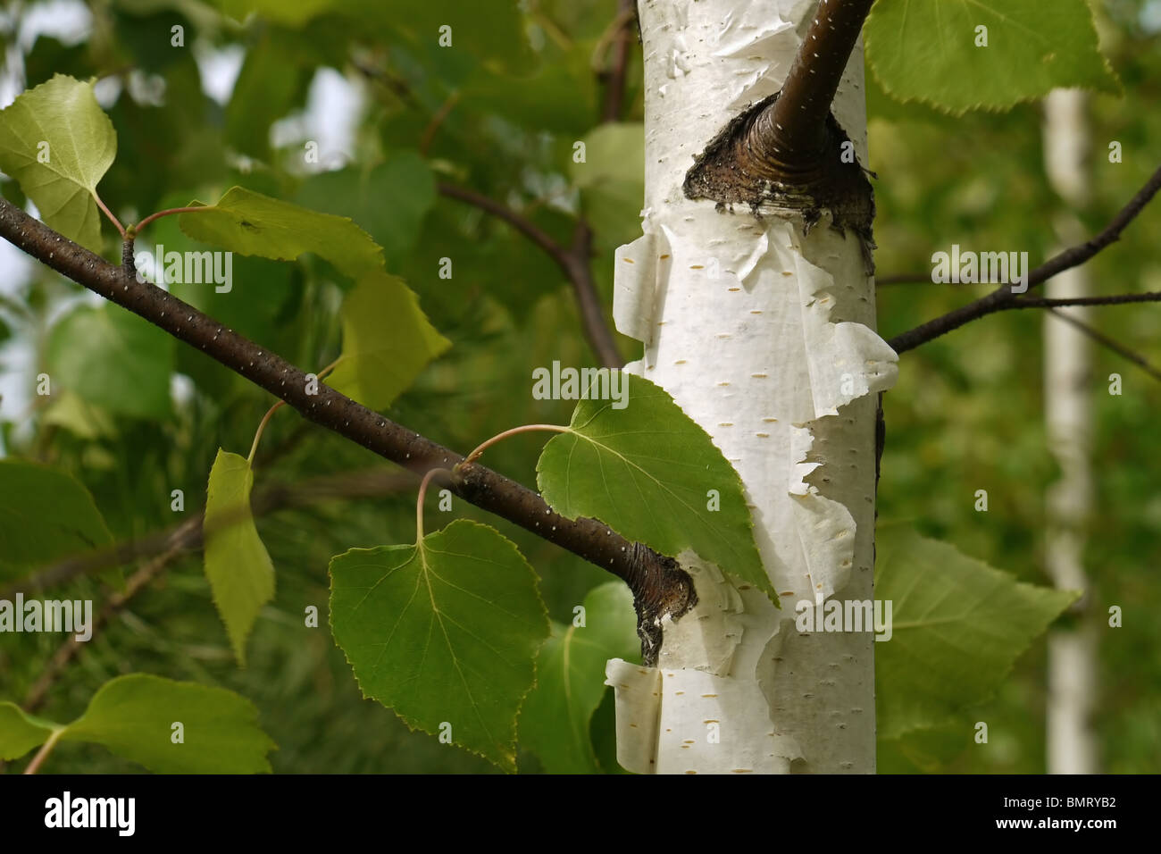Young birch trees under the high wind in the forest in Izhevsk region ...