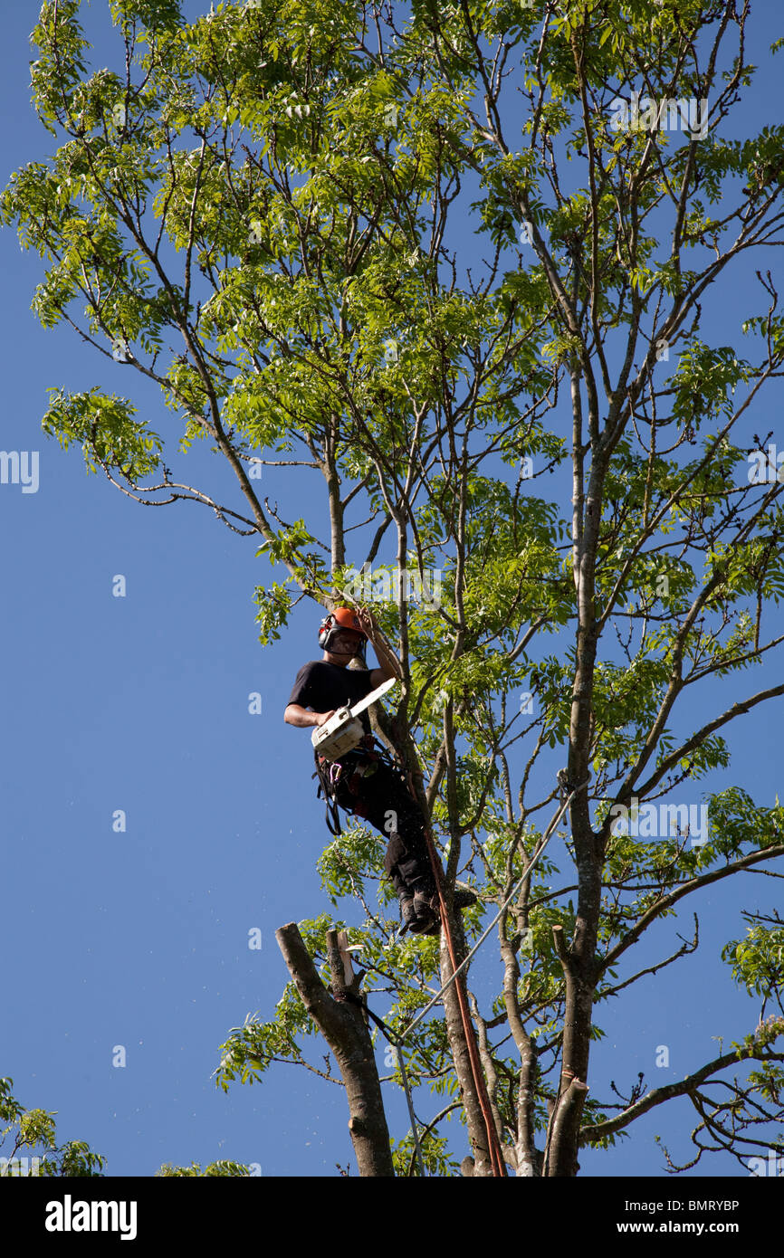 Felling tree hi-res stock photography and images - Alamy