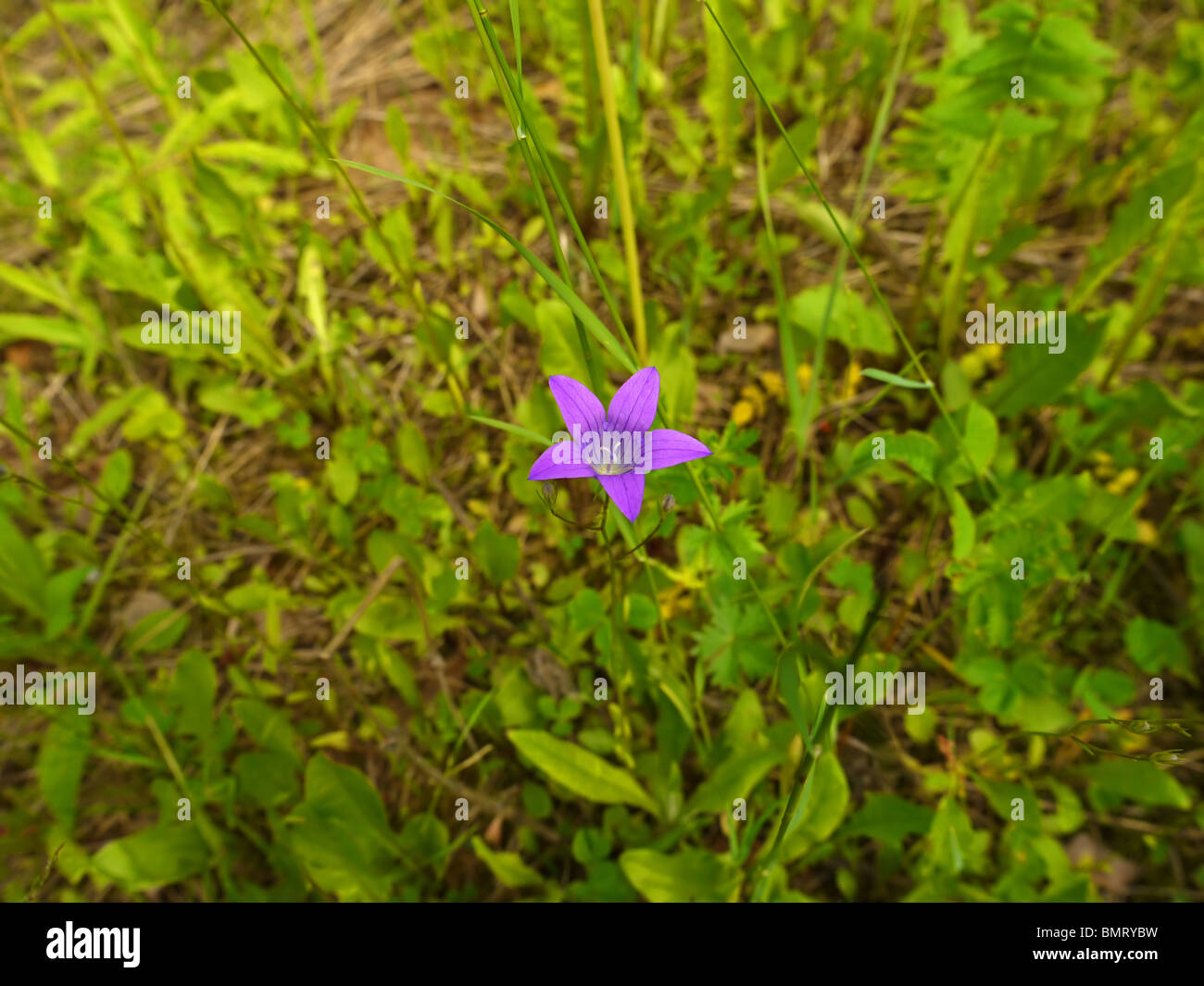Tiny alone purple flower in the grass on the forest edge in Izhevsk ...