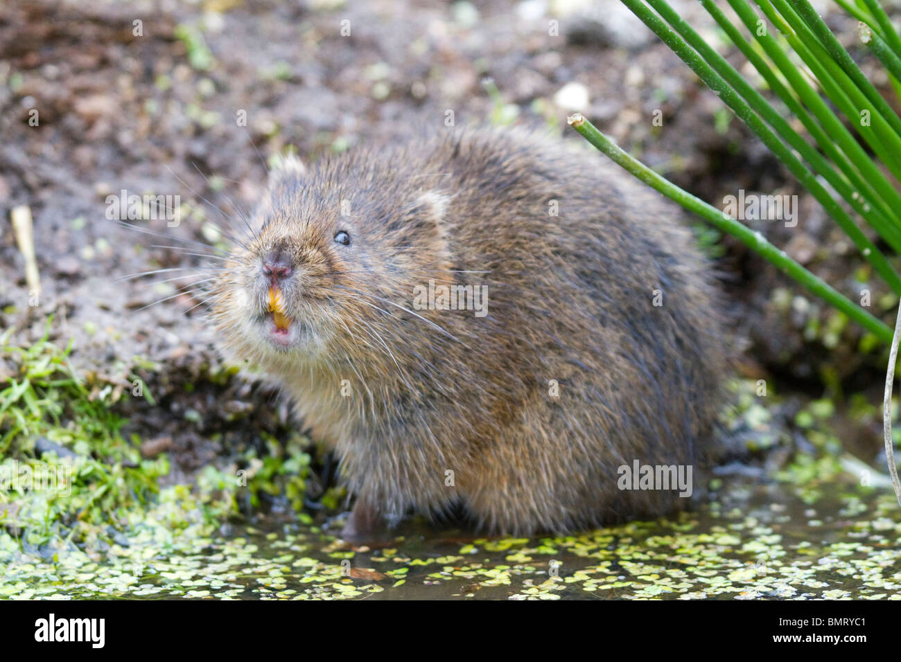 Vole Teeth