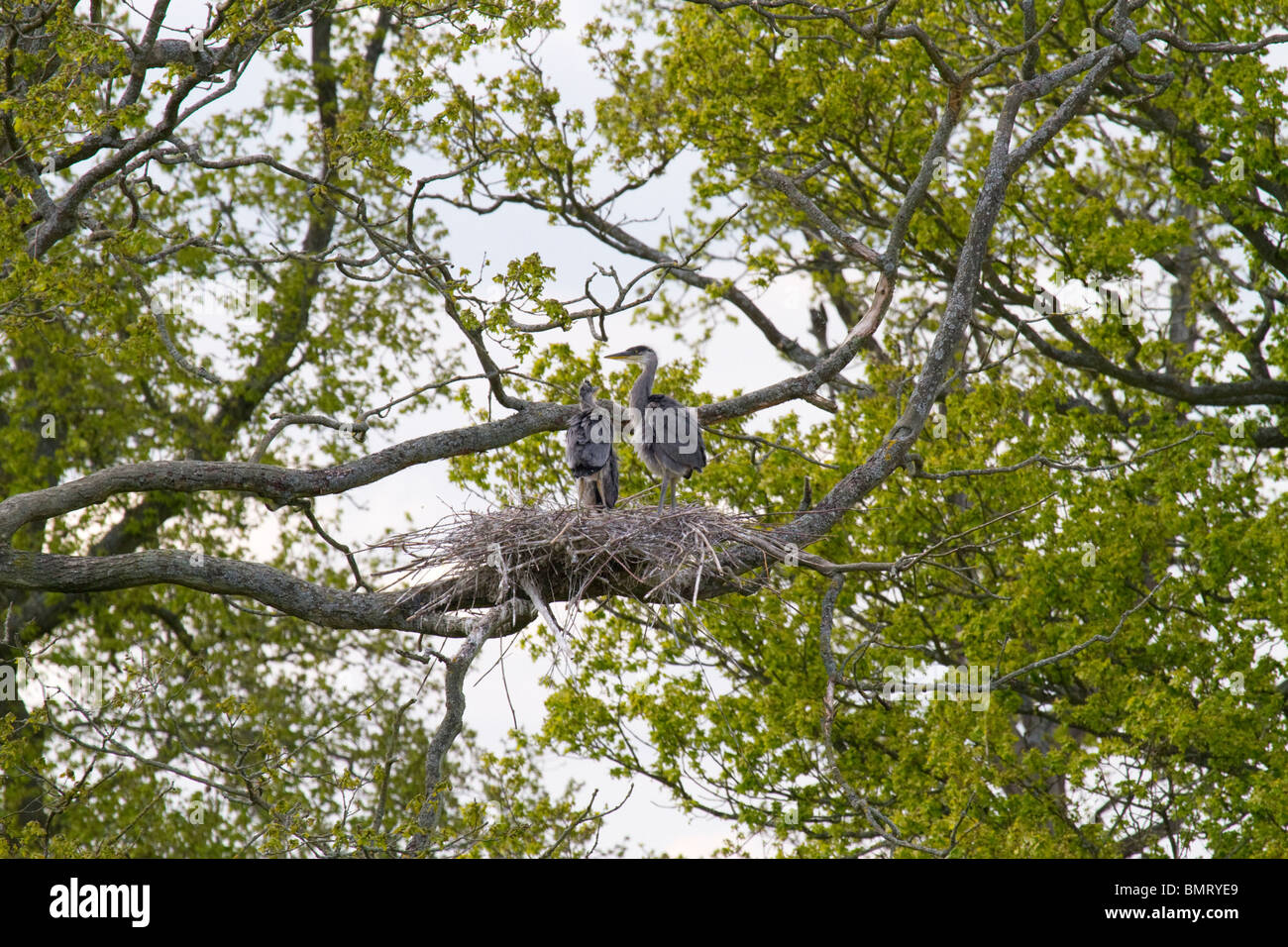 heron in their nest Stock Photo - Alamy