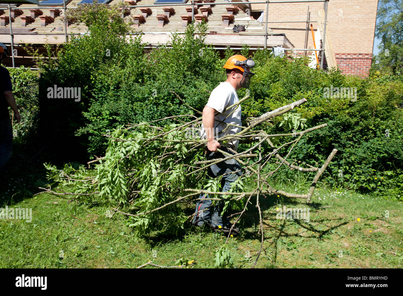Felled branches hi-res stock photography and images - Alamy