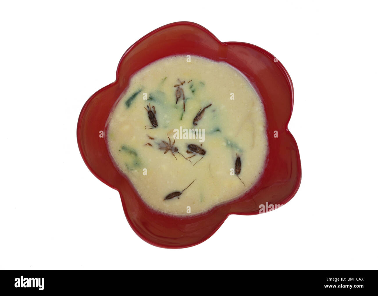 Creamy Cricket Soup from Asian countries. © Myrleen Pearson Stock Photo ...