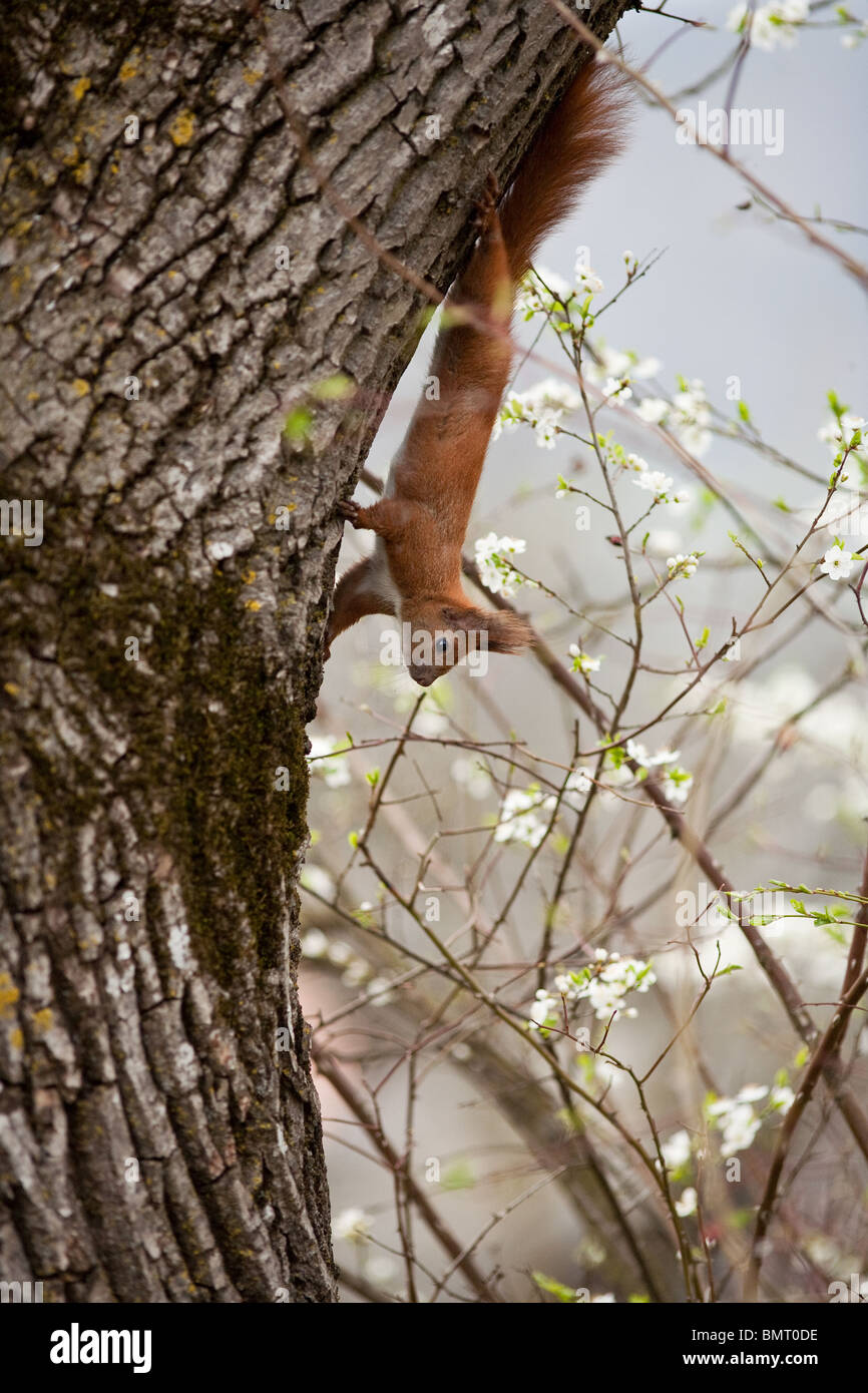 Outdoor image of a red wild squirrel in its natural habitat Stock Photo ...