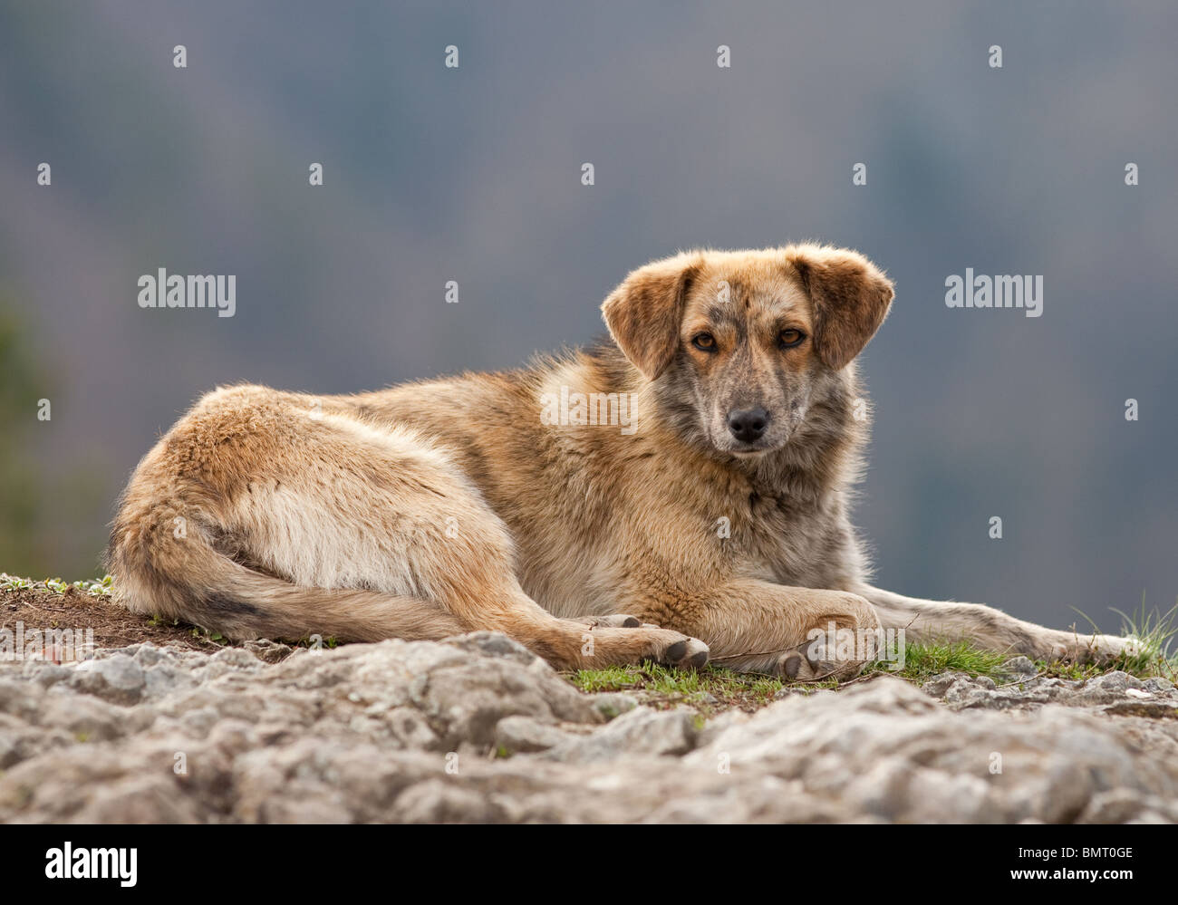 Portrait of a stray dog outdoors with shallow depth of field Stock ...