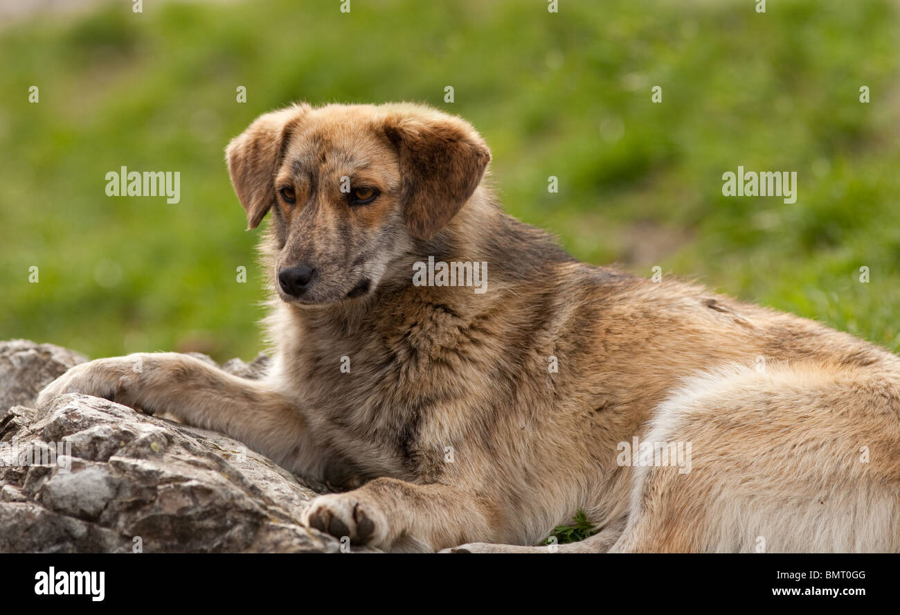 Portrait of a stray dog outdoors with shallow depth of field Stock ...