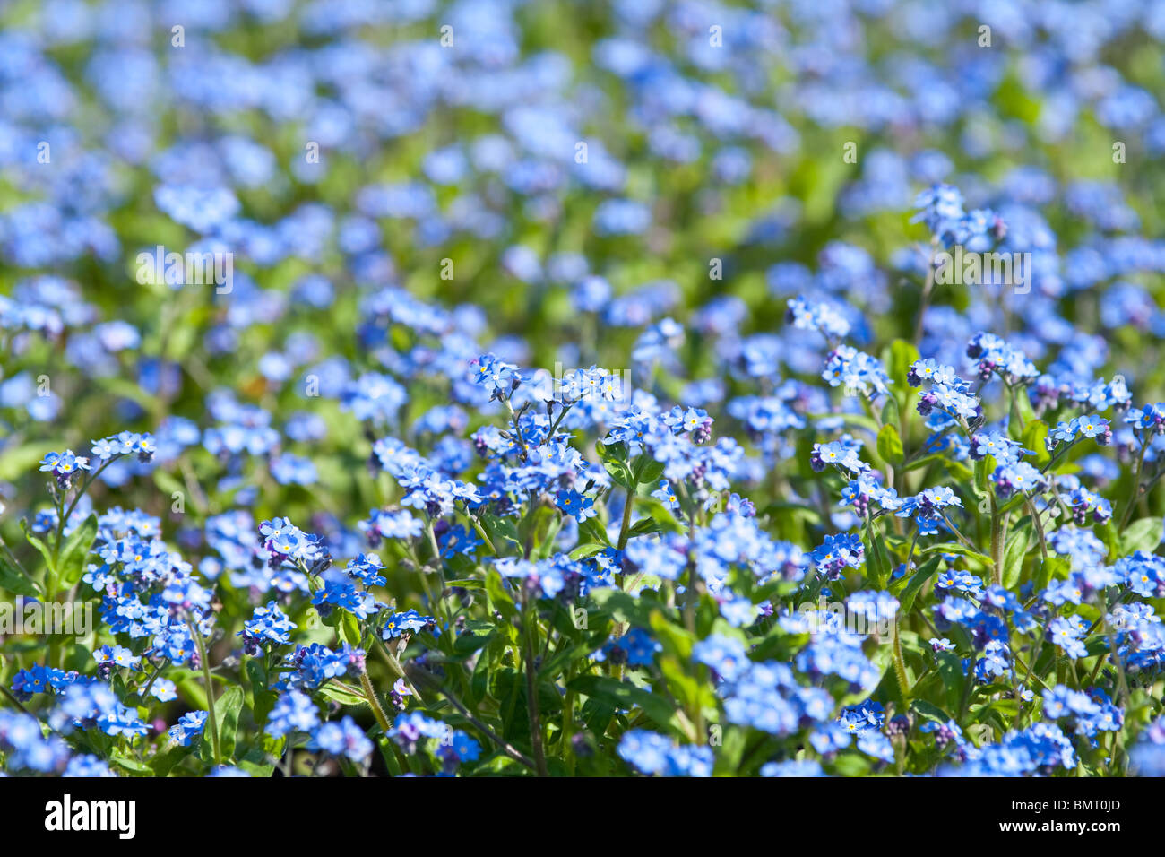 Garden of forget me not blue flowers, with shallow depth of field Stock ...