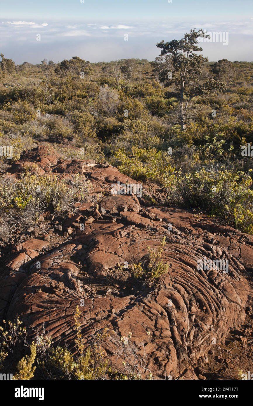 Hawaii, United States Of America; Pahoehoe Lava Formation On The Slopes ...