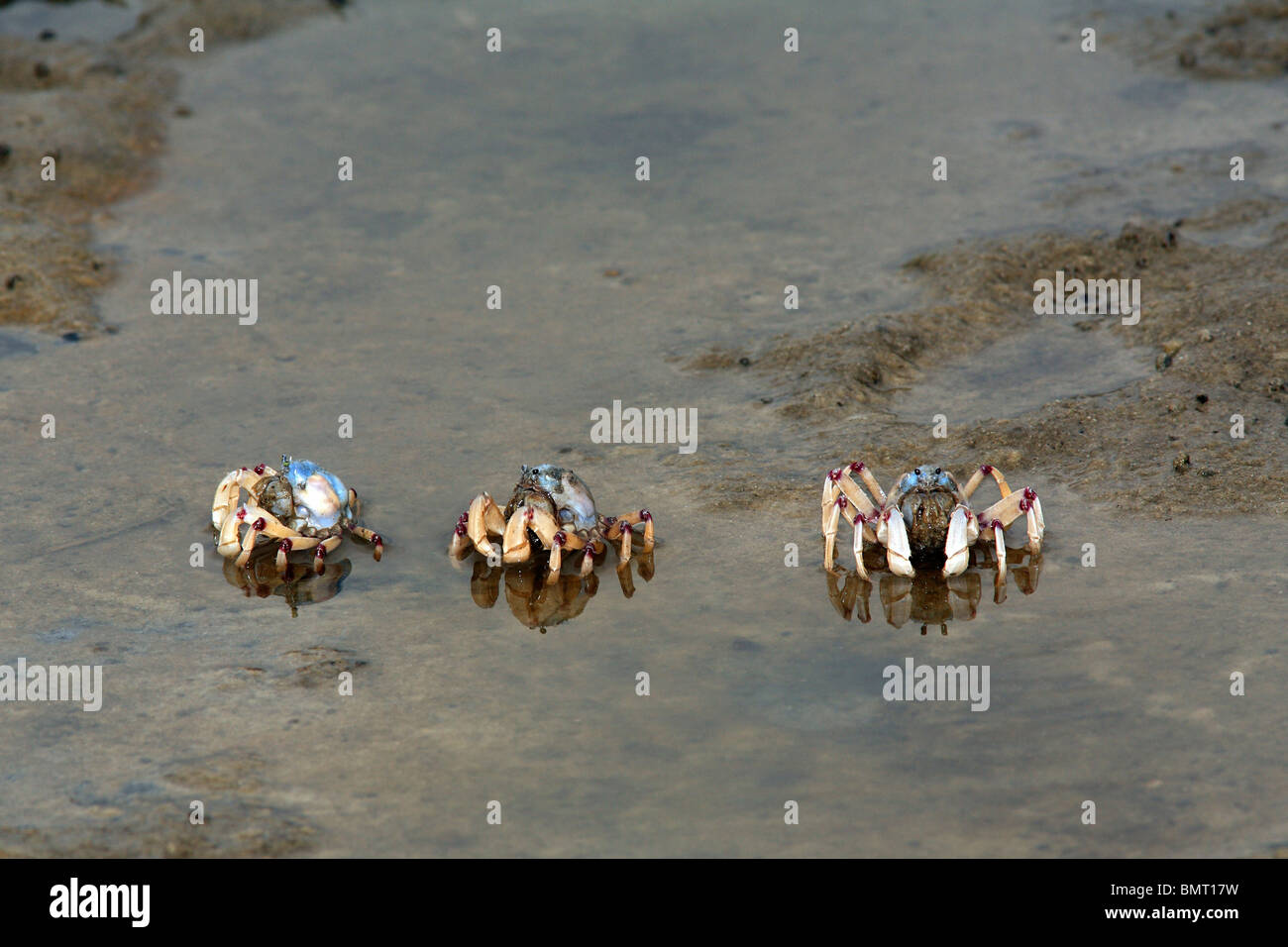 Three light-blue Soldier Crabs, Mictyris longicarpus, feeding in sand ...