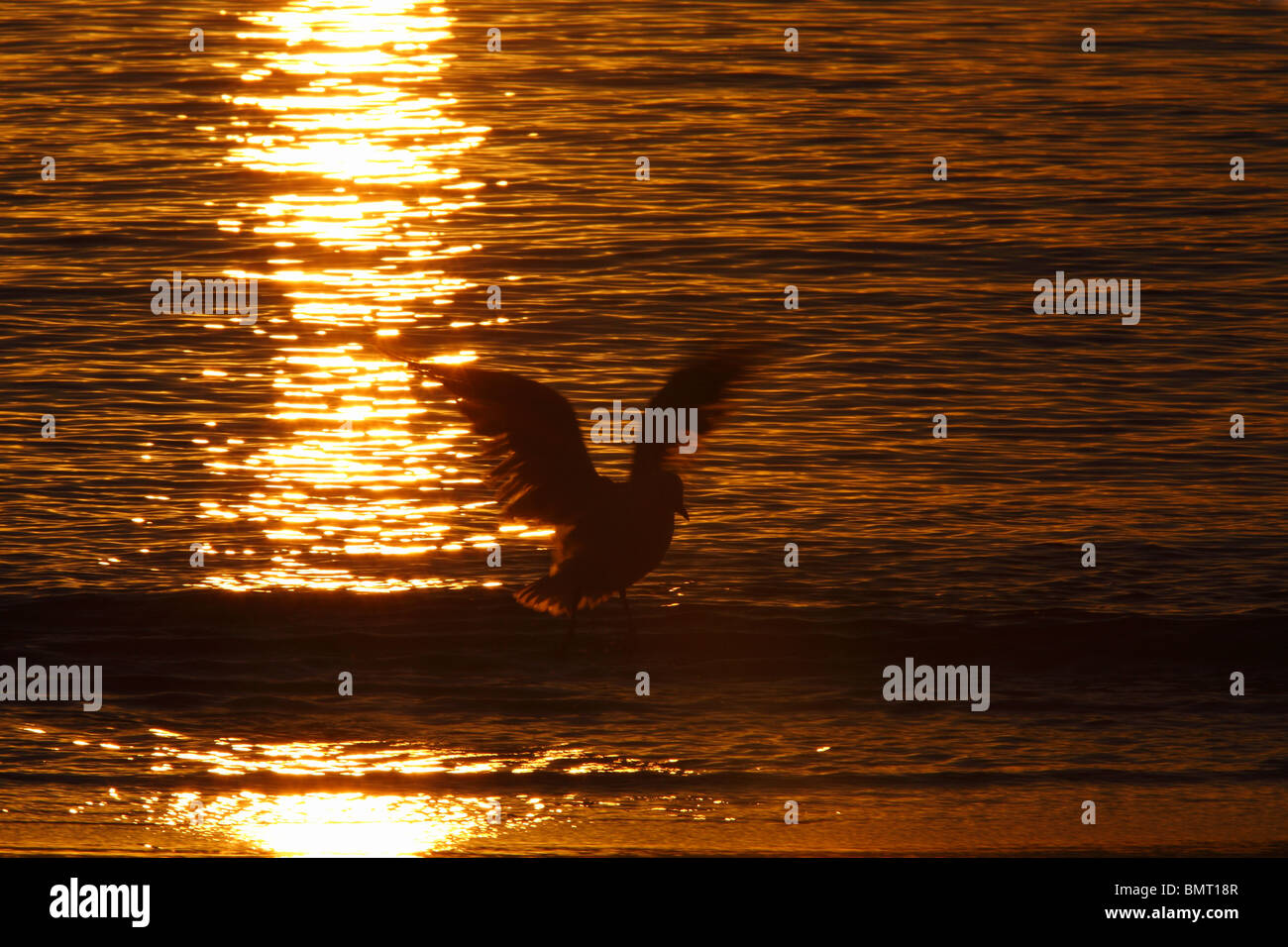 Australian seagull hi-res stock photography and images - Alamy