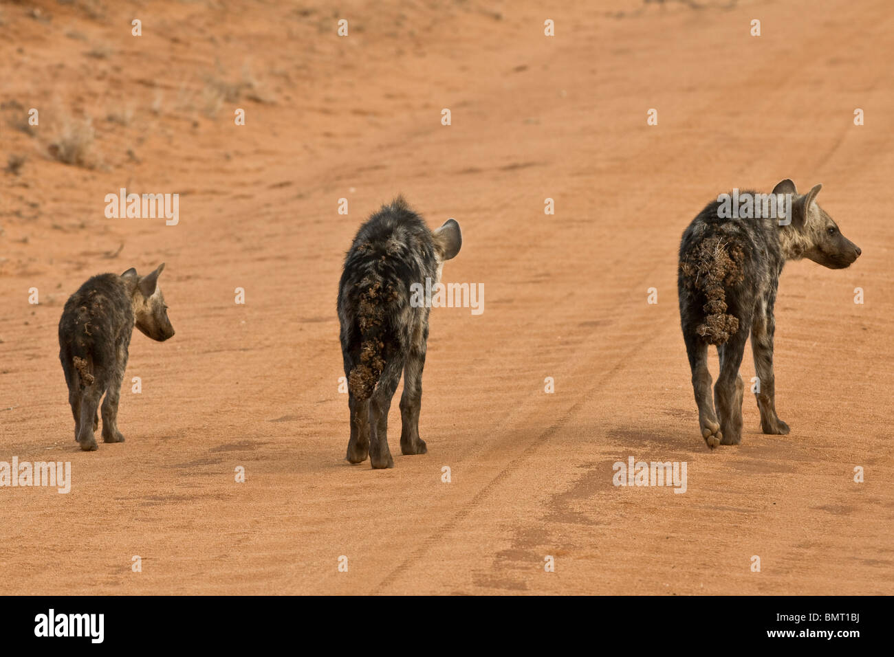 Spotted Hyena (Crocuta crocuta) - three hyena cubs walking on road ...