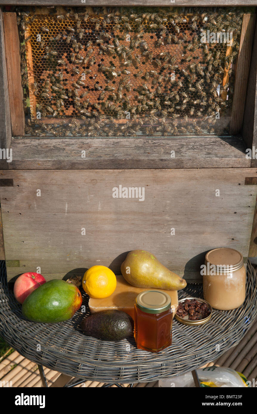 Bees in a display hive so the Queen can be seen, fruit and honey at a ...