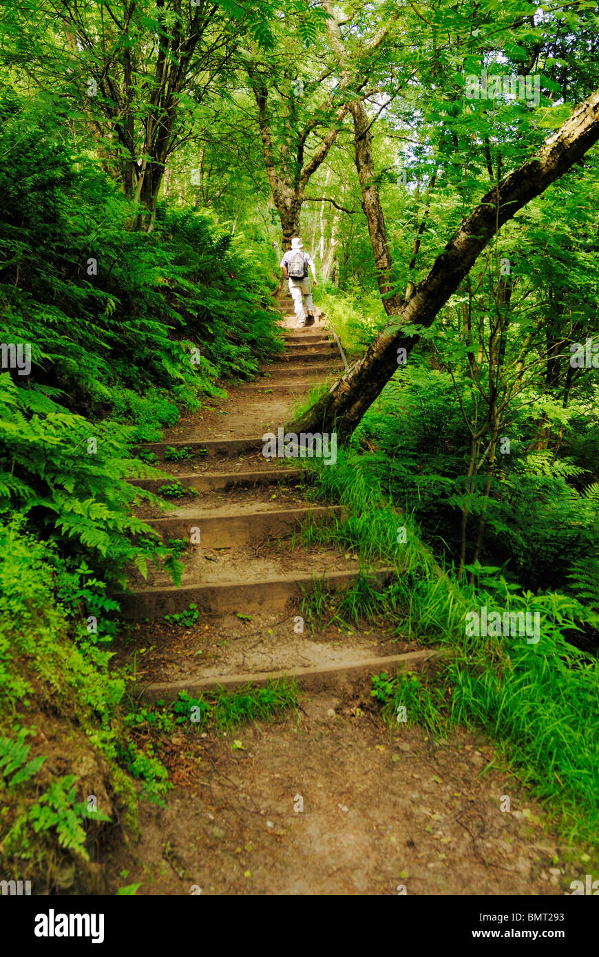 Walker on a wooded section of the Sandstone Trail in Cheshire Stock ...