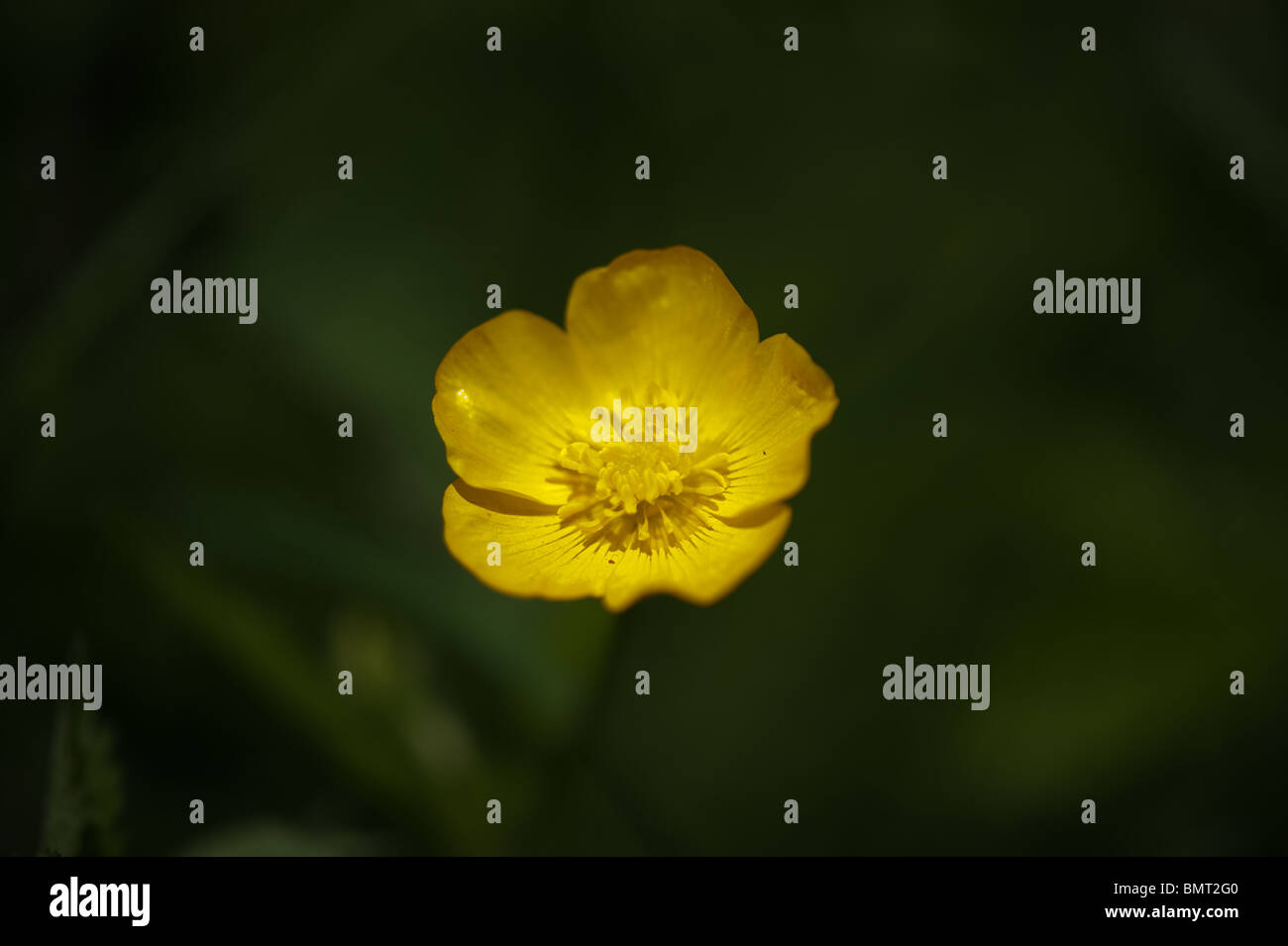 Buttercups and blossom hi-res stock photography and images - Alamy