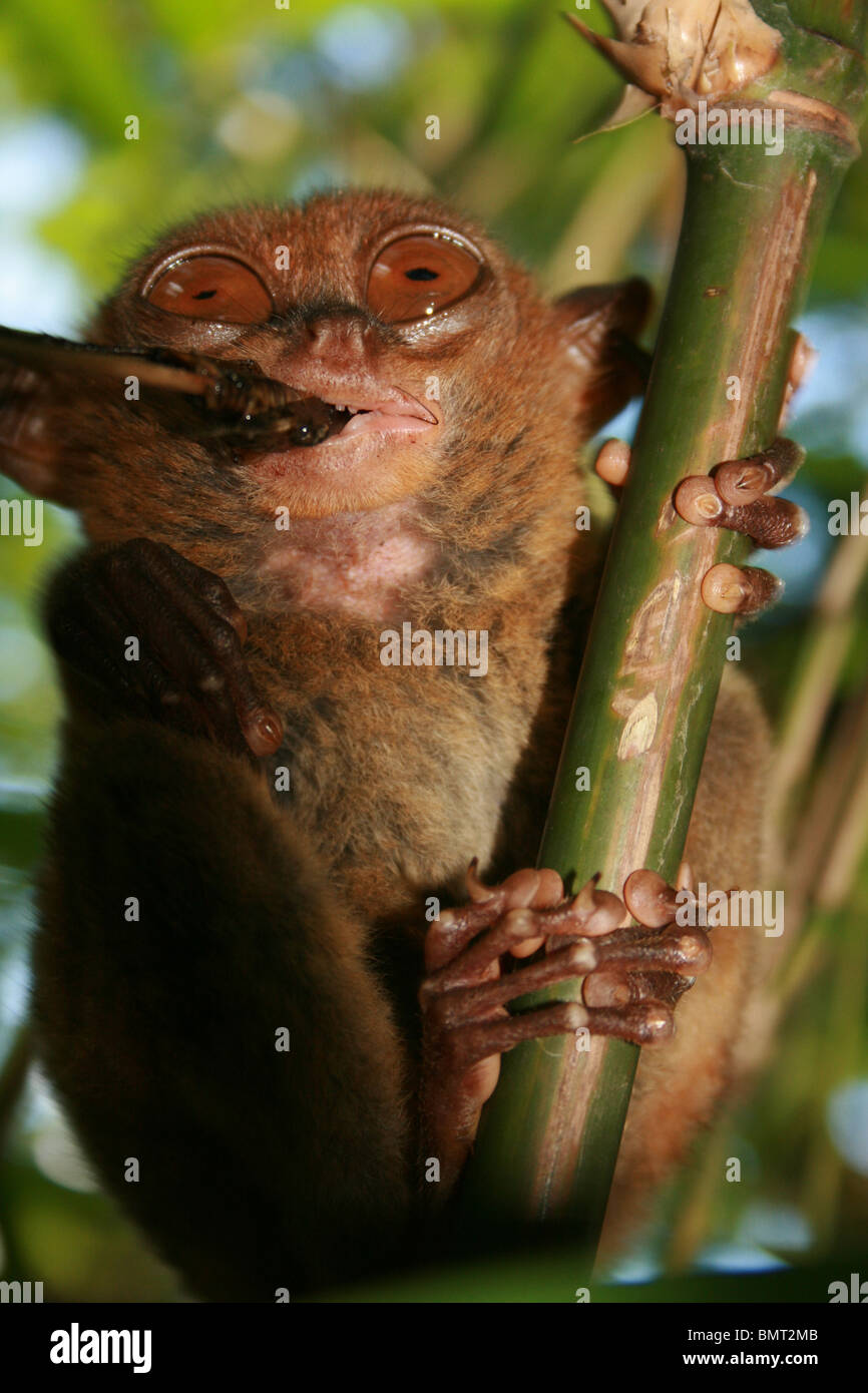 Malmag Or Tarsier