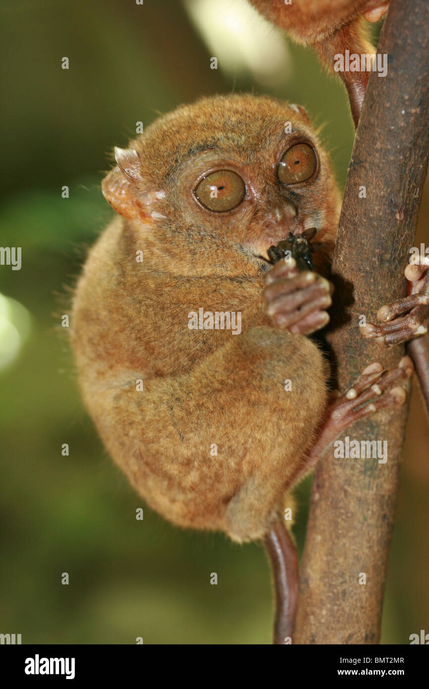 Bohol philippines hi-res stock photography and images - Alamy