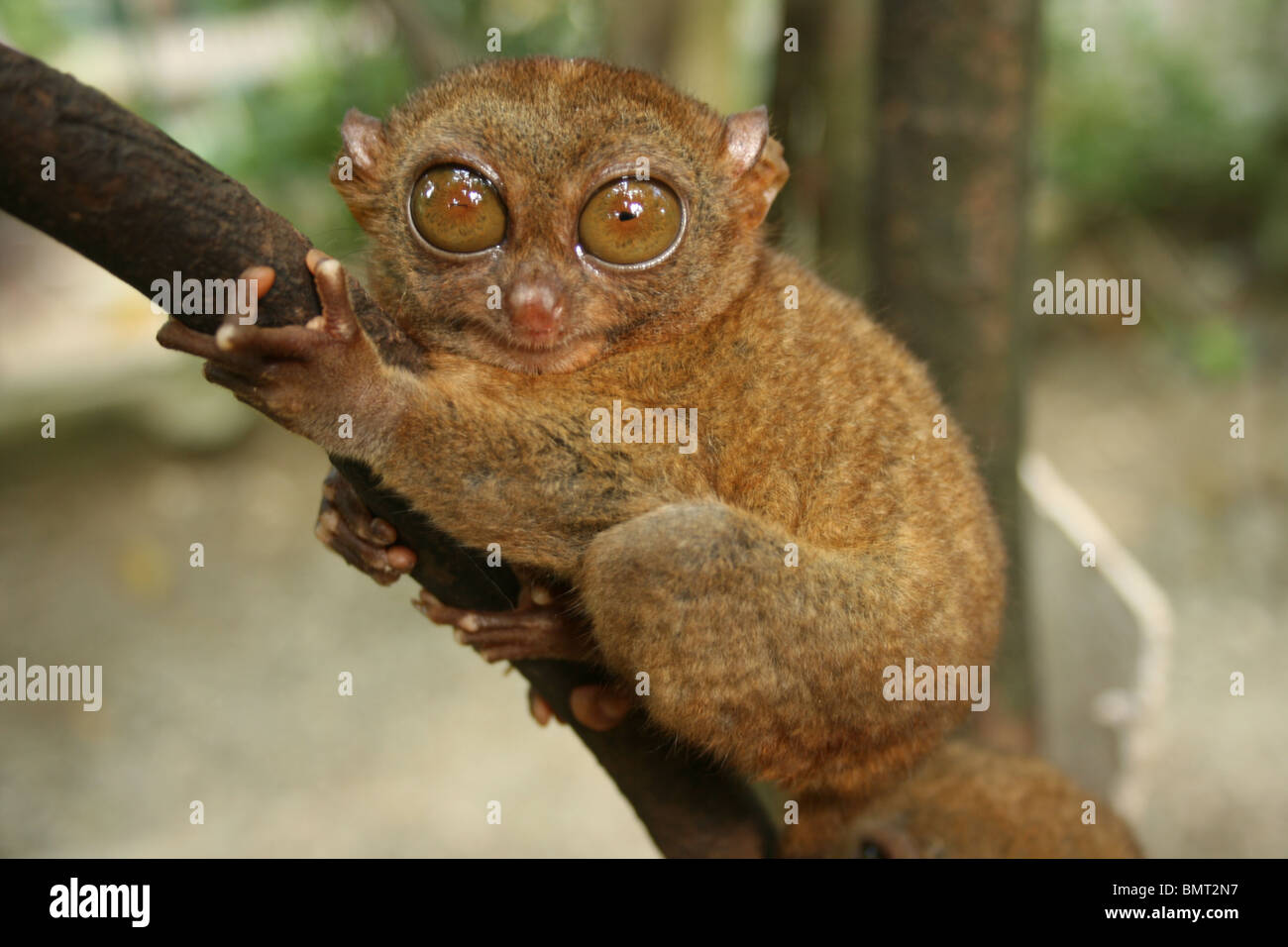 Tarsier hi-res stock photography and images - Alamy