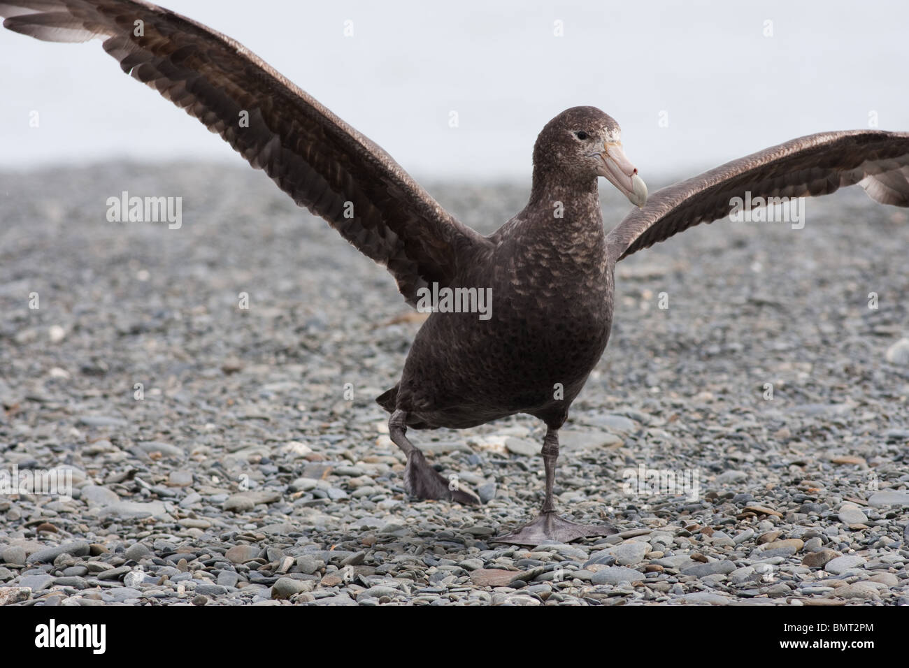 Southern Giant Petrel (Macronectes giganteus) stretching his wings on ...