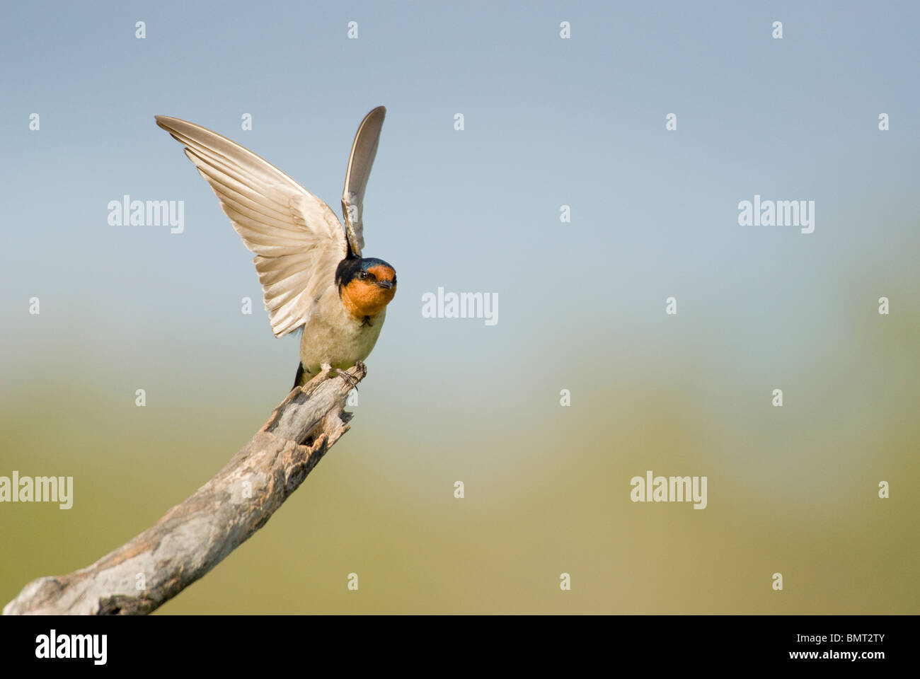 Mareeba wetlands hi-res stock photography and images - Alamy