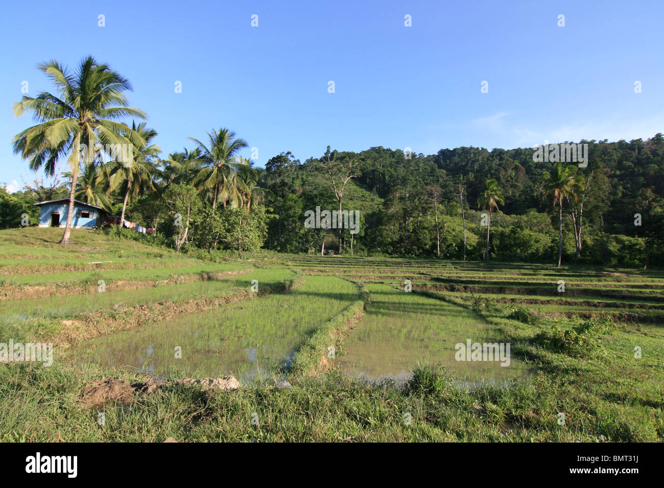 Globe rice hi-res stock photography and images - Alamy