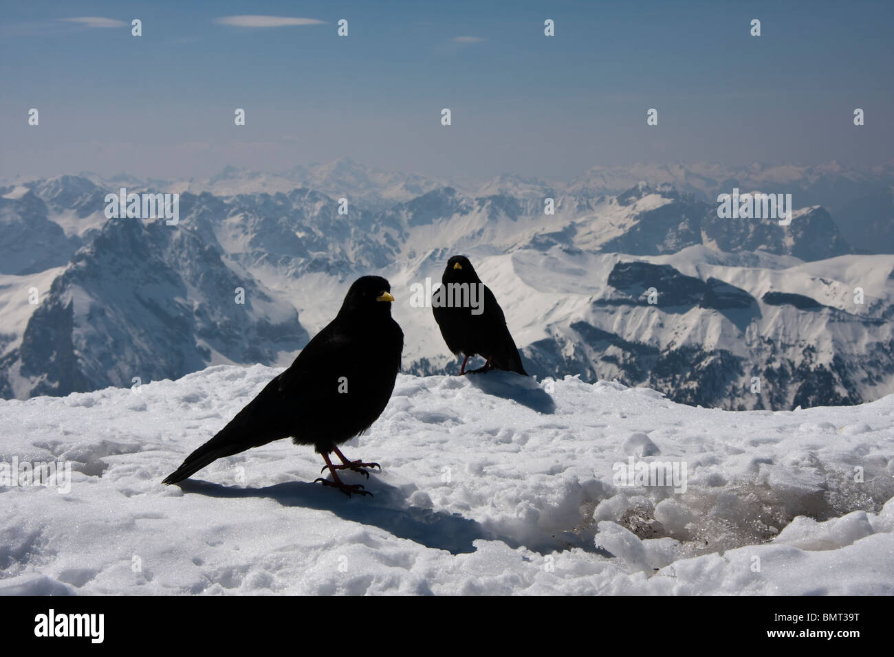 Two black birds on top of Pordoi Pass, Dolomites, Alps, Italy, Europe ...