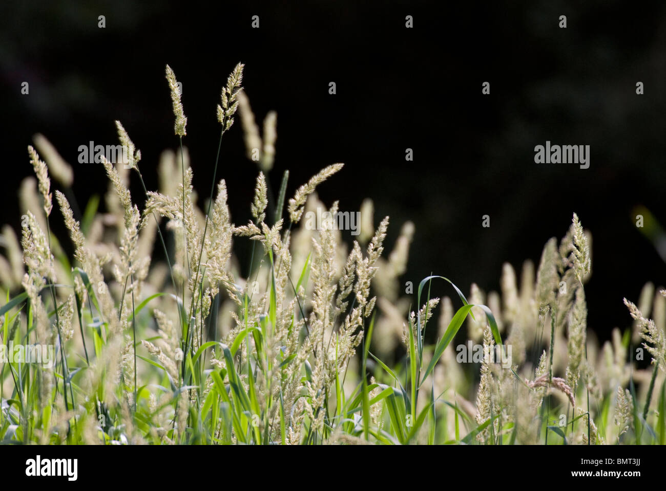 Grasses green hi-res stock photography and images - Alamy