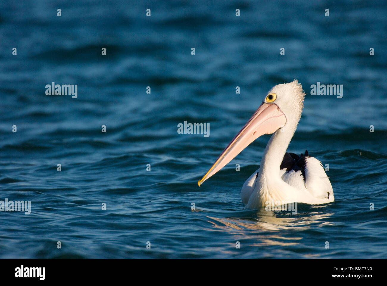 Australian Pelican Pelecanus conspicillatus on water Gold Coast ...