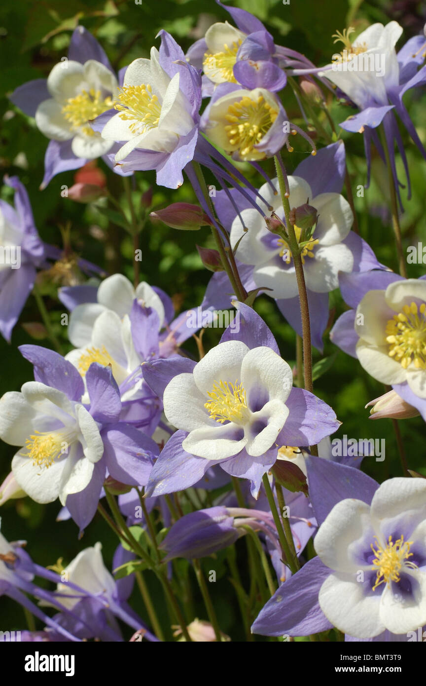 Aquilegia flower hi-res stock photography and images - Alamy
