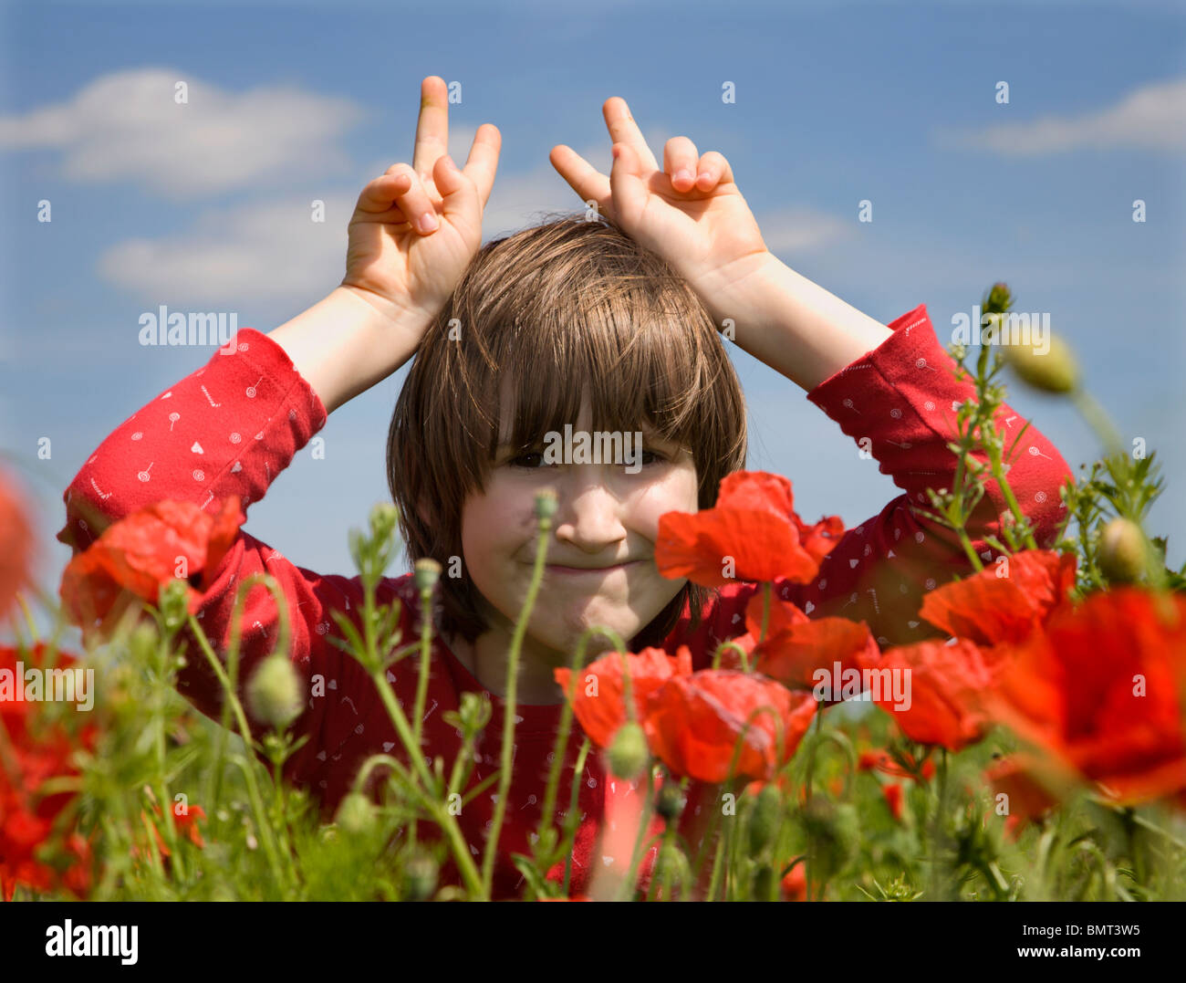 Corn roses hi-res stock photography and images - Alamy