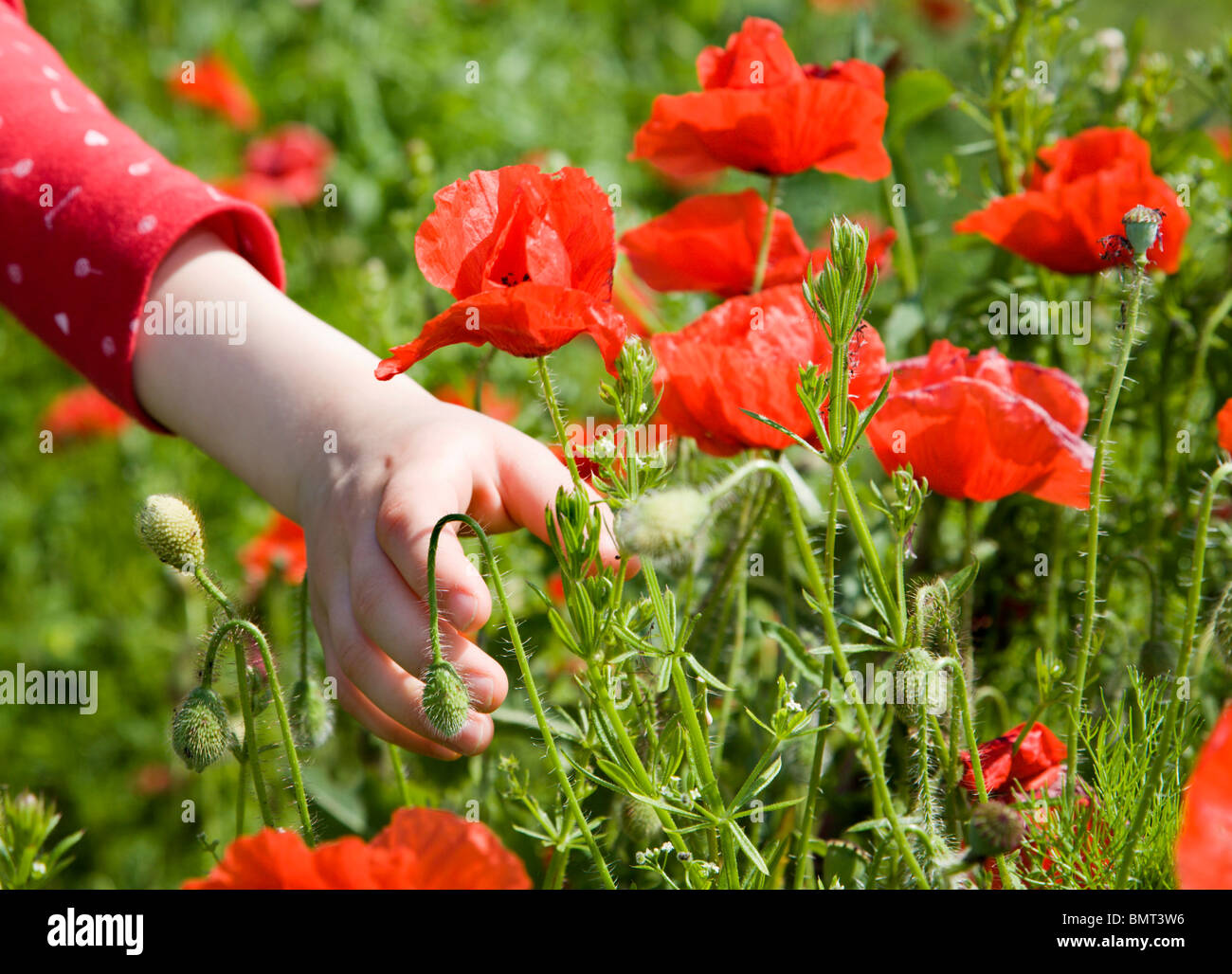 corn poppy and hand of child Stock Photo - Alamy