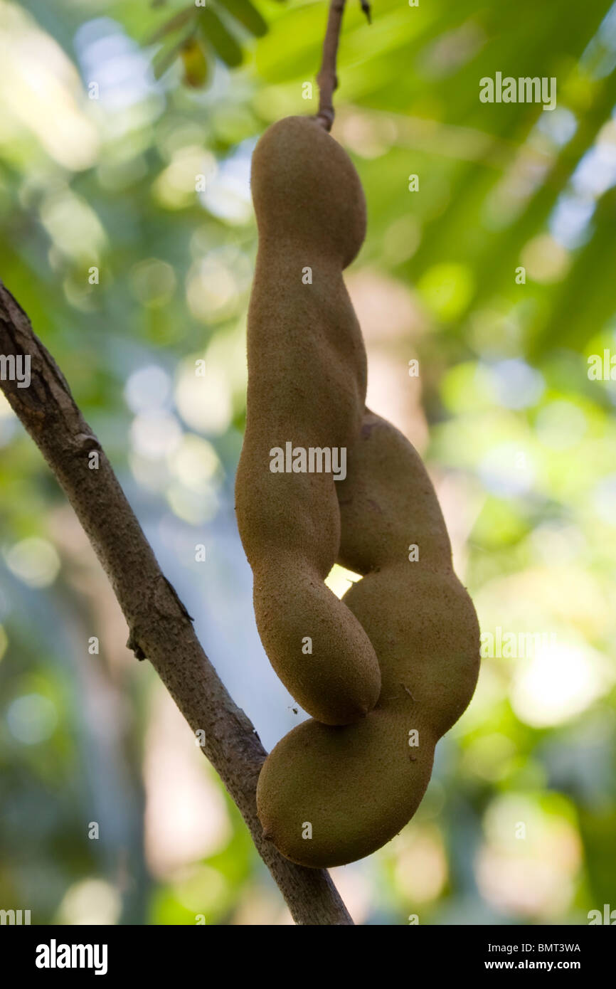 Tamarind fruit india hi-res stock photography and images - Alamy