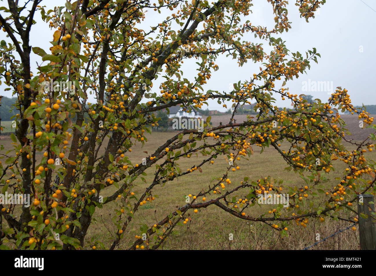 Branches of a small tree with orange fruit through which fields and ...