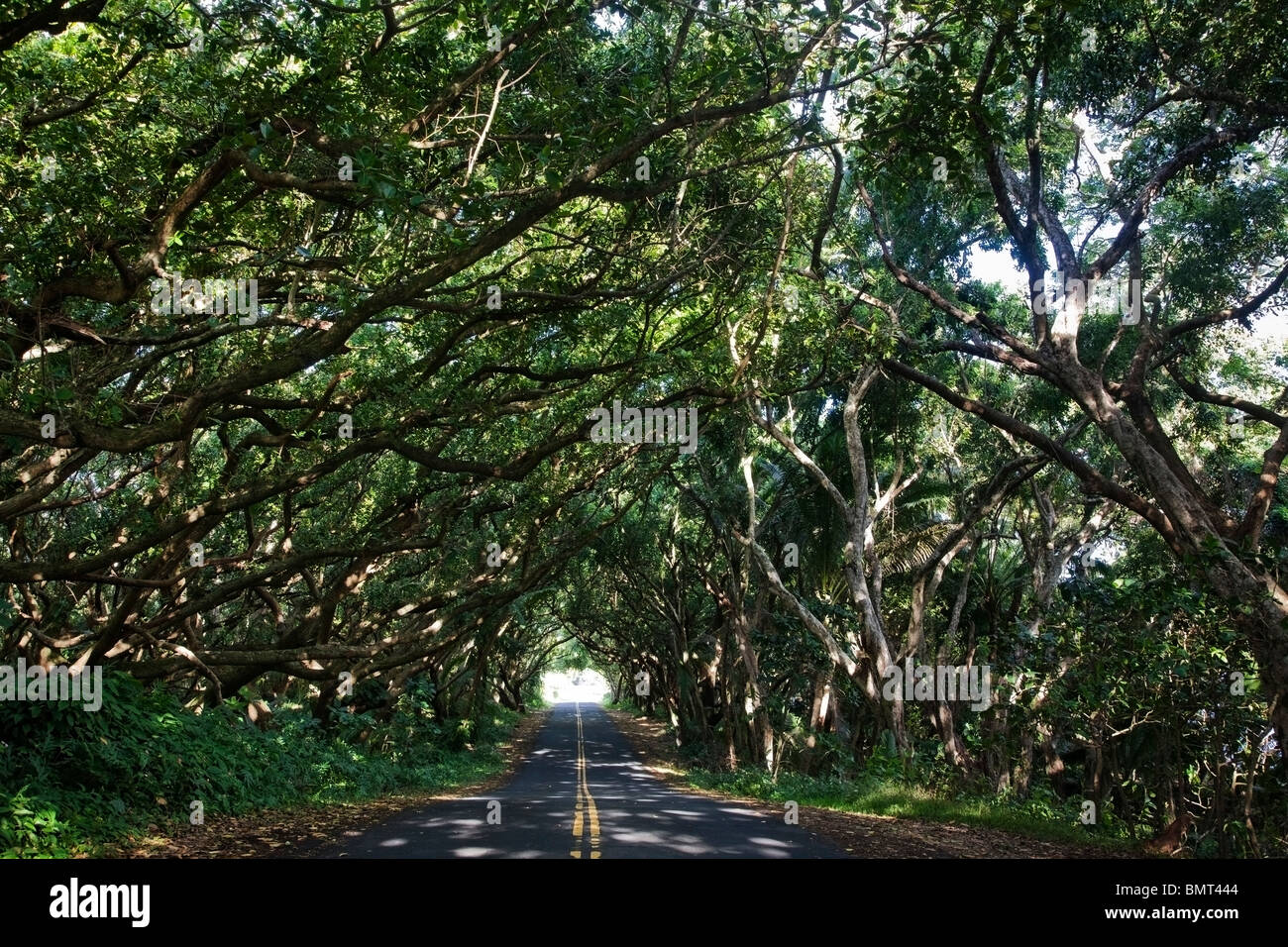 Hawaii, United States Of America; Trees Leaning Over A Small Road ...