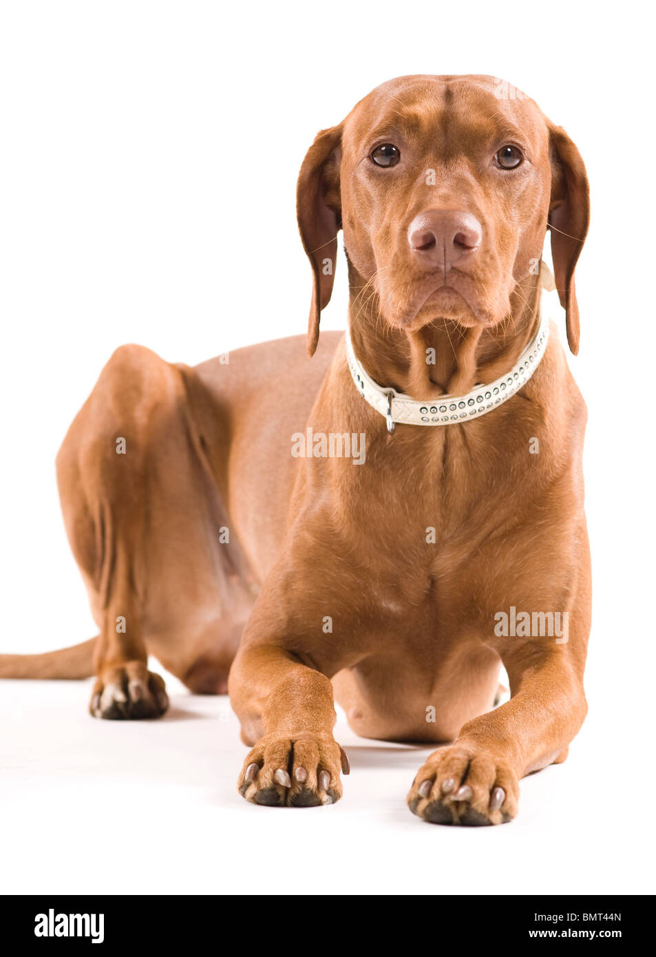 Portrait of a beautiful brown dog. Isolated on white background Stock ...