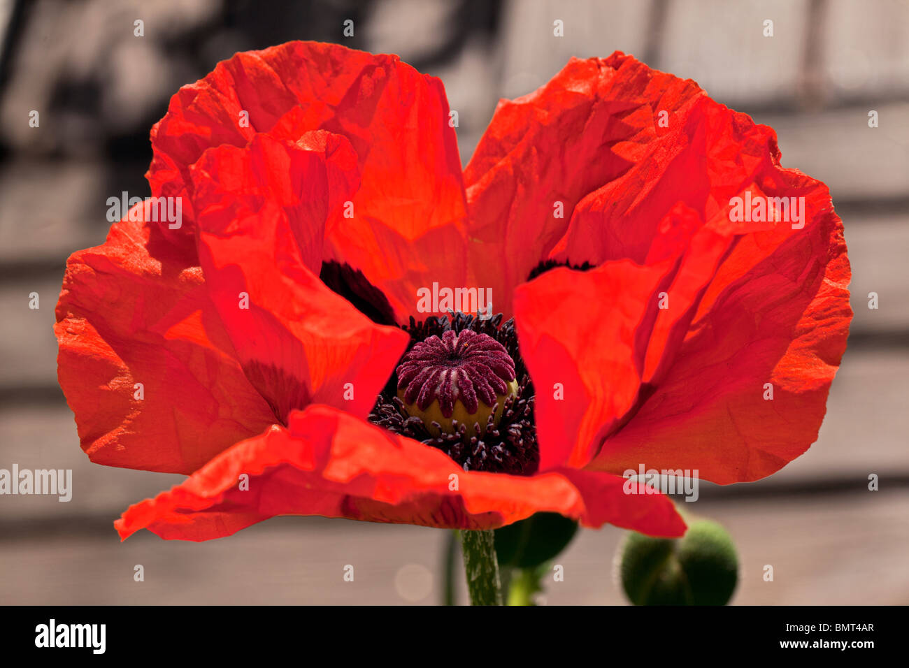 Oriental poppy, Orientvallmo (Papaver orientale Stock Photo - Alamy