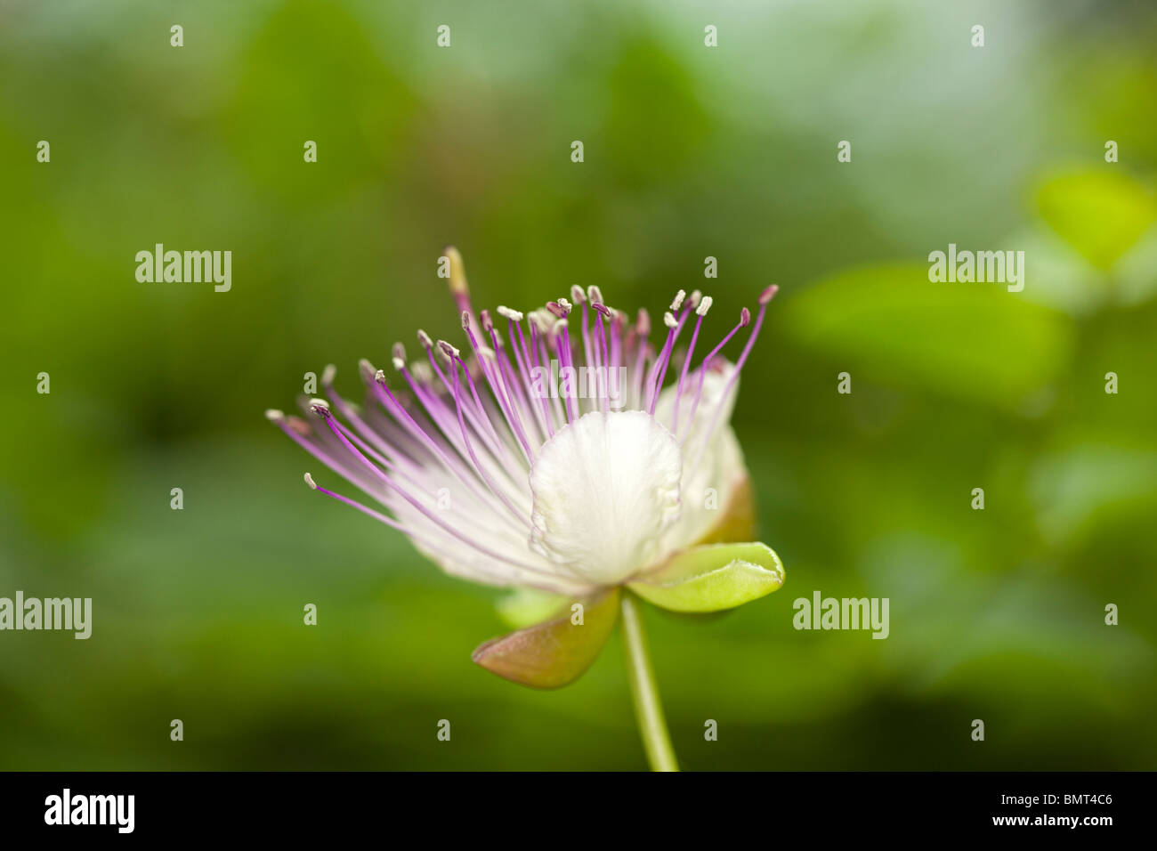 Caper flower (Capparis spinosa Stock Photo - Alamy