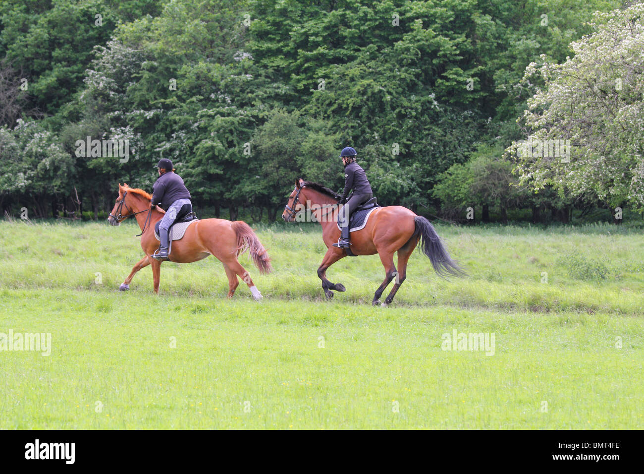 women riding gallop on horses Stock Photo - Alamy